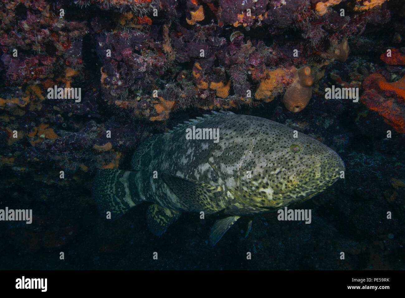Goliath Grouper, a critically endangered species, under a ledge in the ...