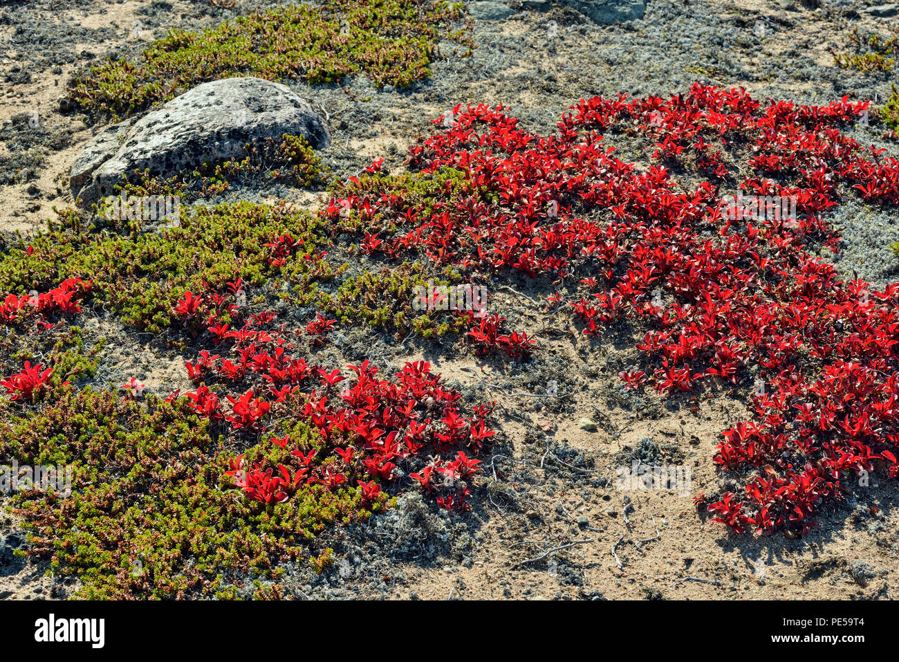 Arctic bearberry hi-res stock photography and images - Alamy