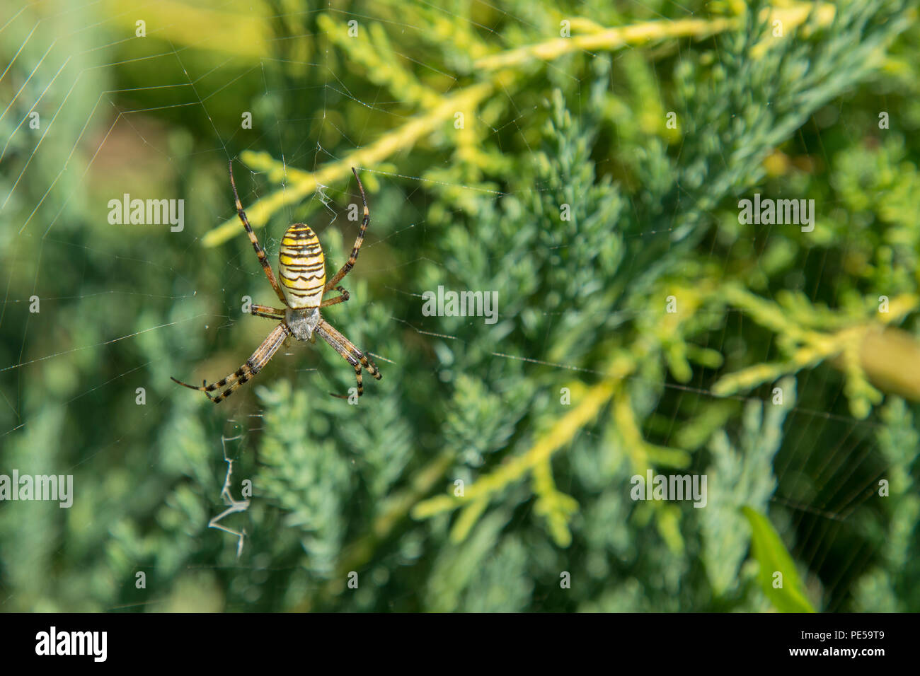 A large spider with yellow stripes on a cobweb in the garden. Spider ...