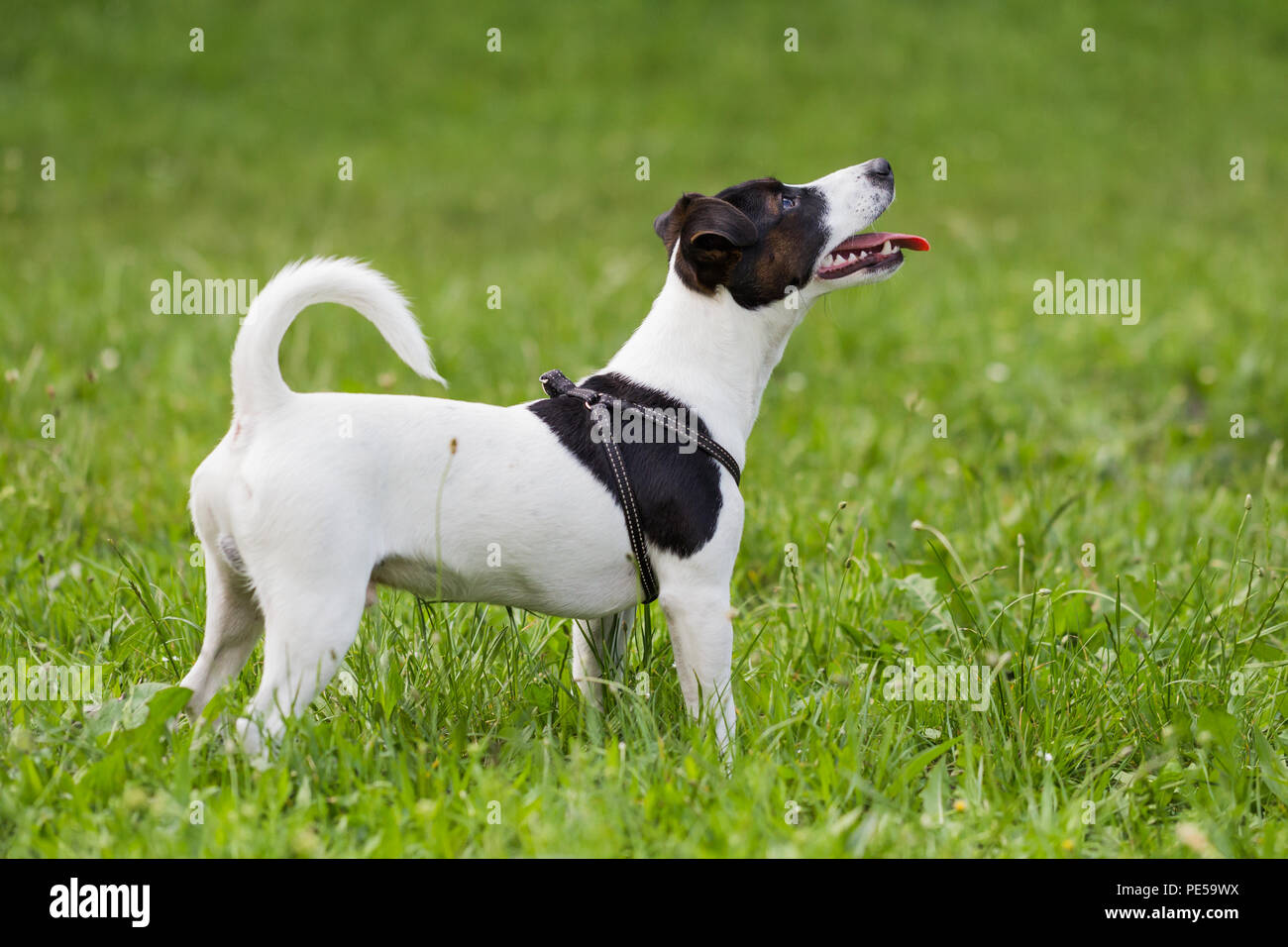 Cute dog Jack Russell Terrier standing in the nature Stock Photo - Alamy