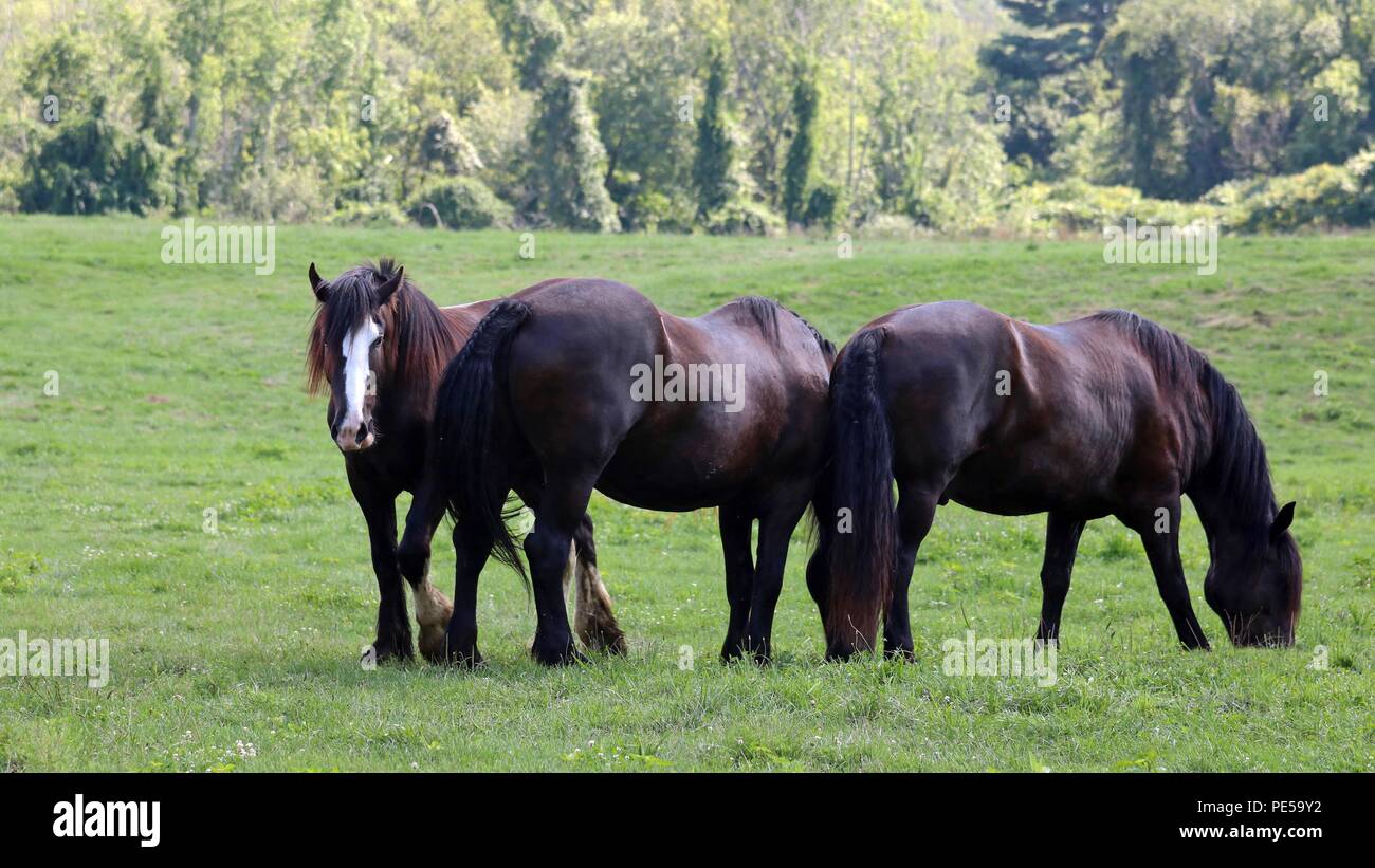 Bay shire horse hi-res stock photography and images - Alamy