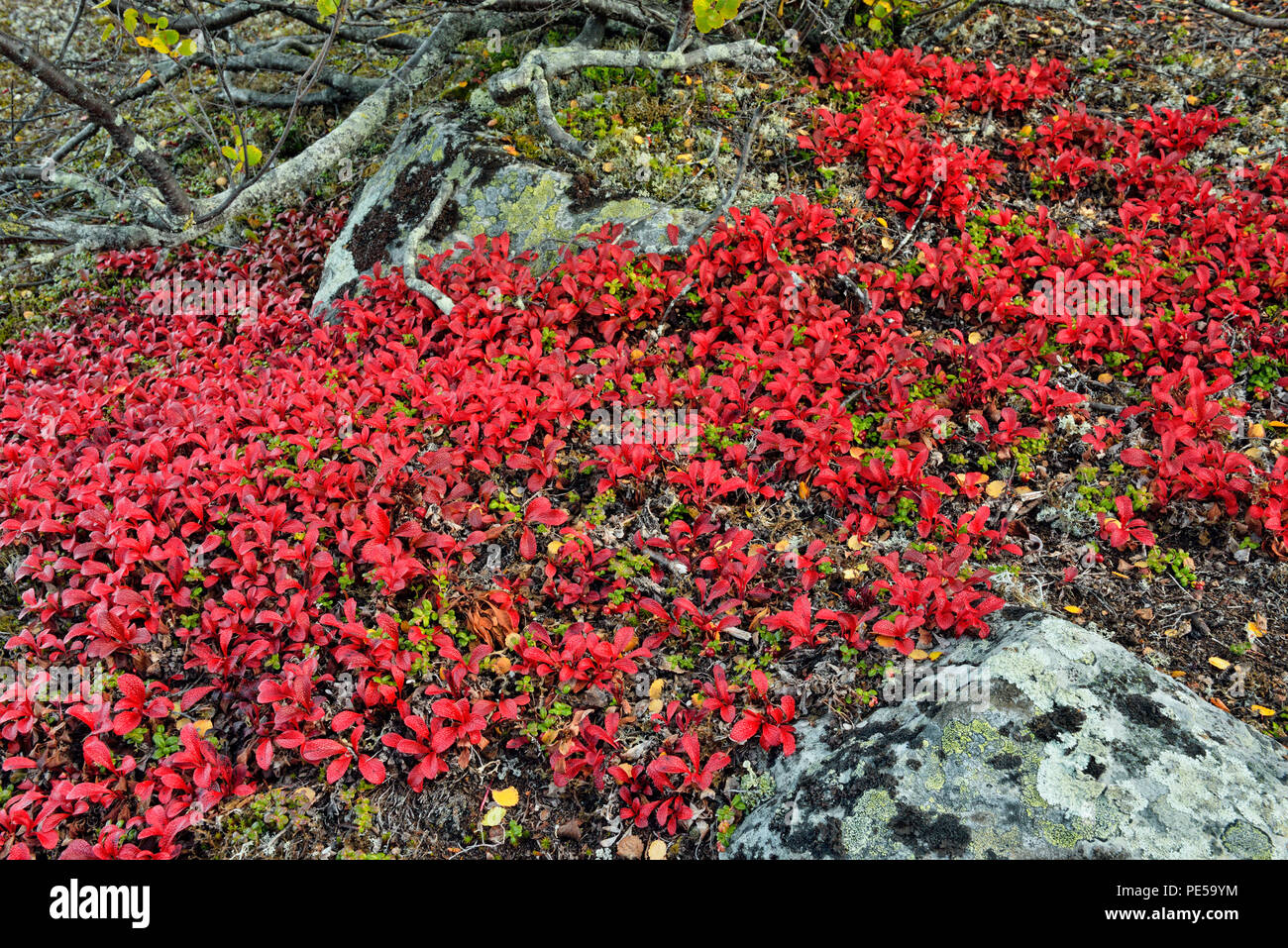 Arctic Bearberry High Resolution Stock Photography and Images - Alamy