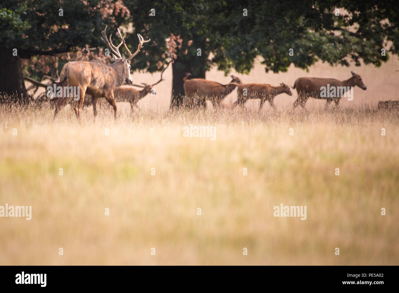 Group of red deer stag standing together Stock Photo - Alamy