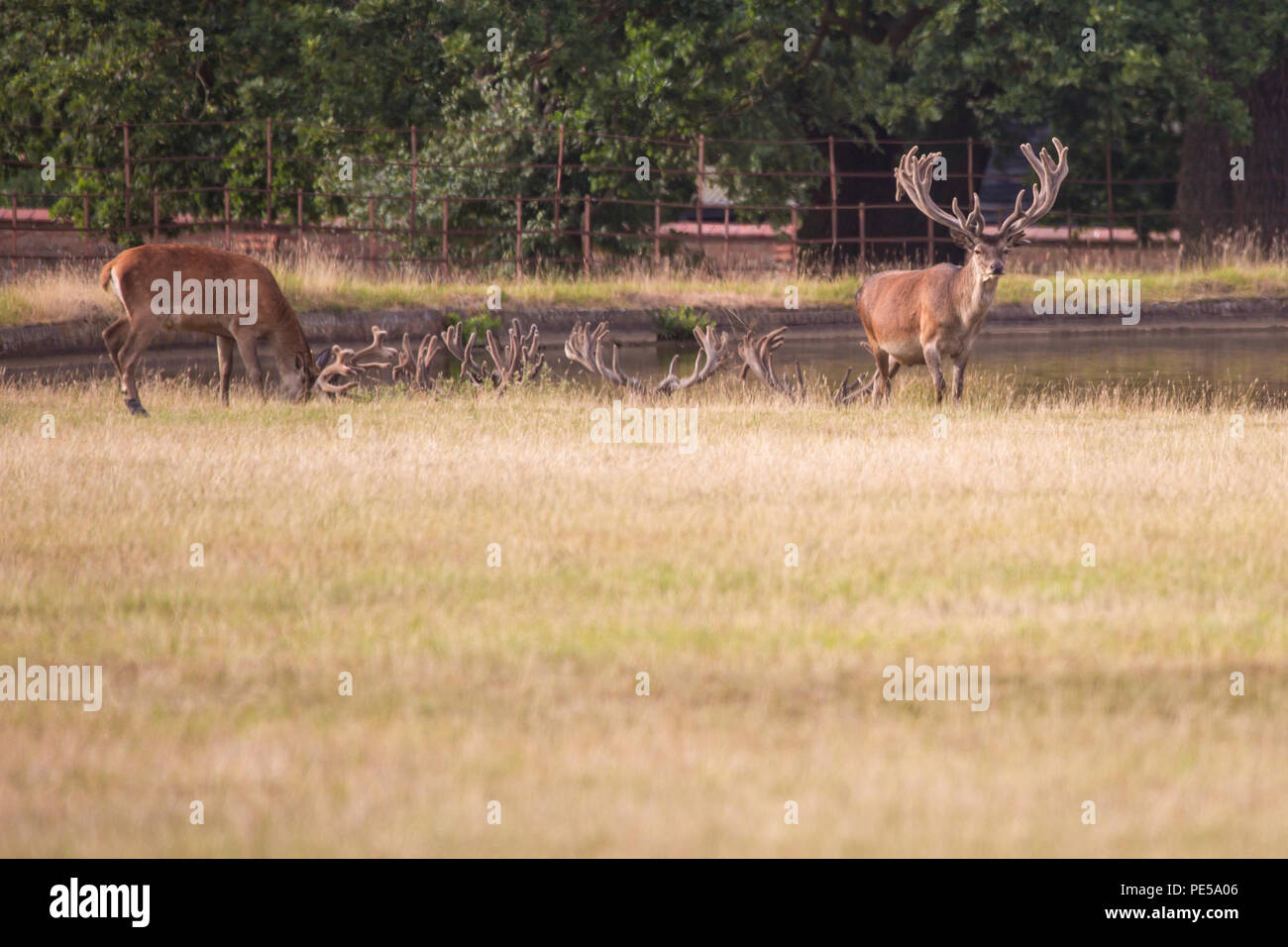 Pair of red deer stag looking at camera Stock Photo - Alamy