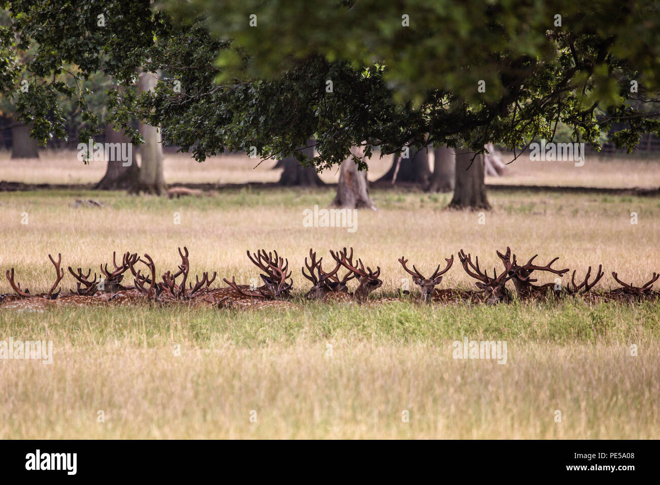 Red deer lay in the grass hi-res stock photography and images - Alamy