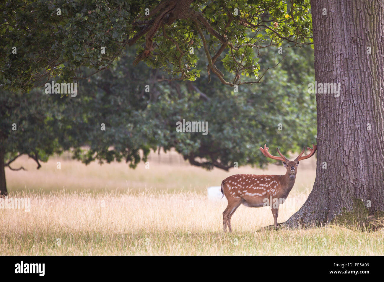 Single spotted Axis deer standing under tree looking at camera Stock ...