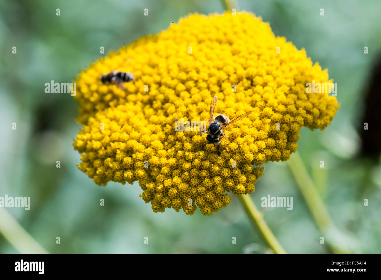 A wasp flower head of a yarrow 'Cloth of Gold' (achillea filipendulina ...