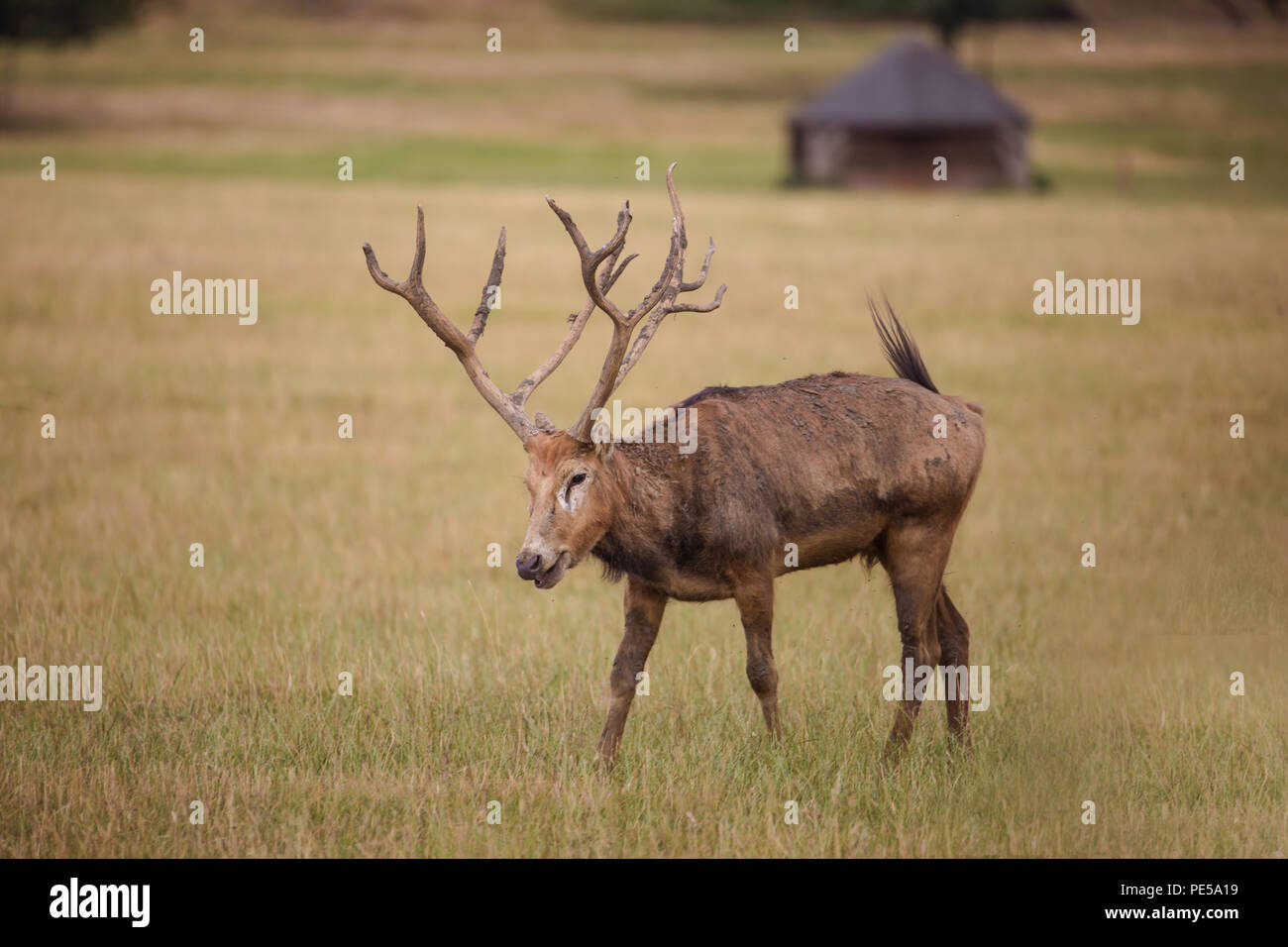 Milu park hi-res stock photography and images - Alamy