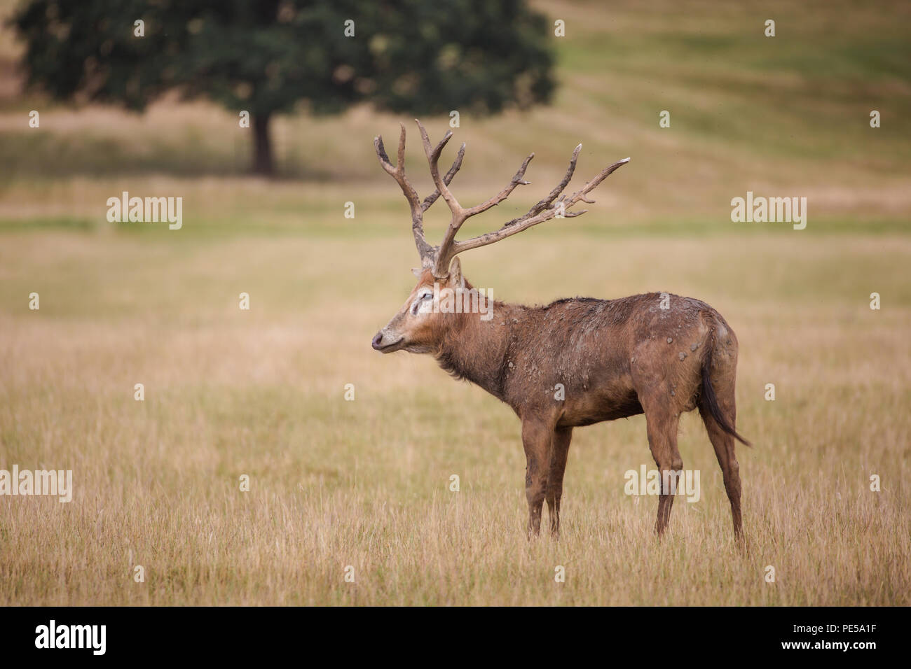 Milu park hi-res stock photography and images - Alamy