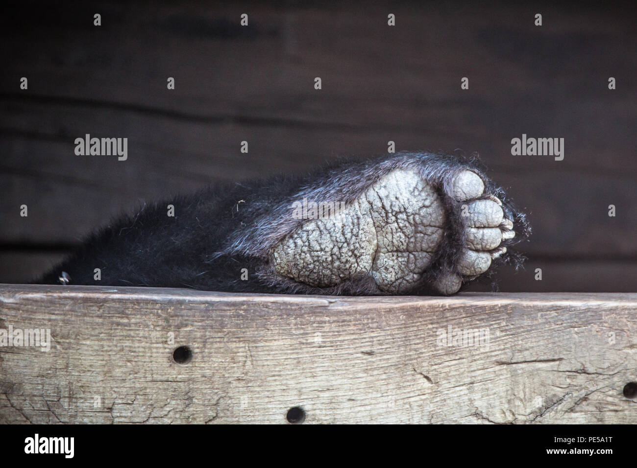 Close up of Black bear paw against man made shed Stock Photo - Alamy