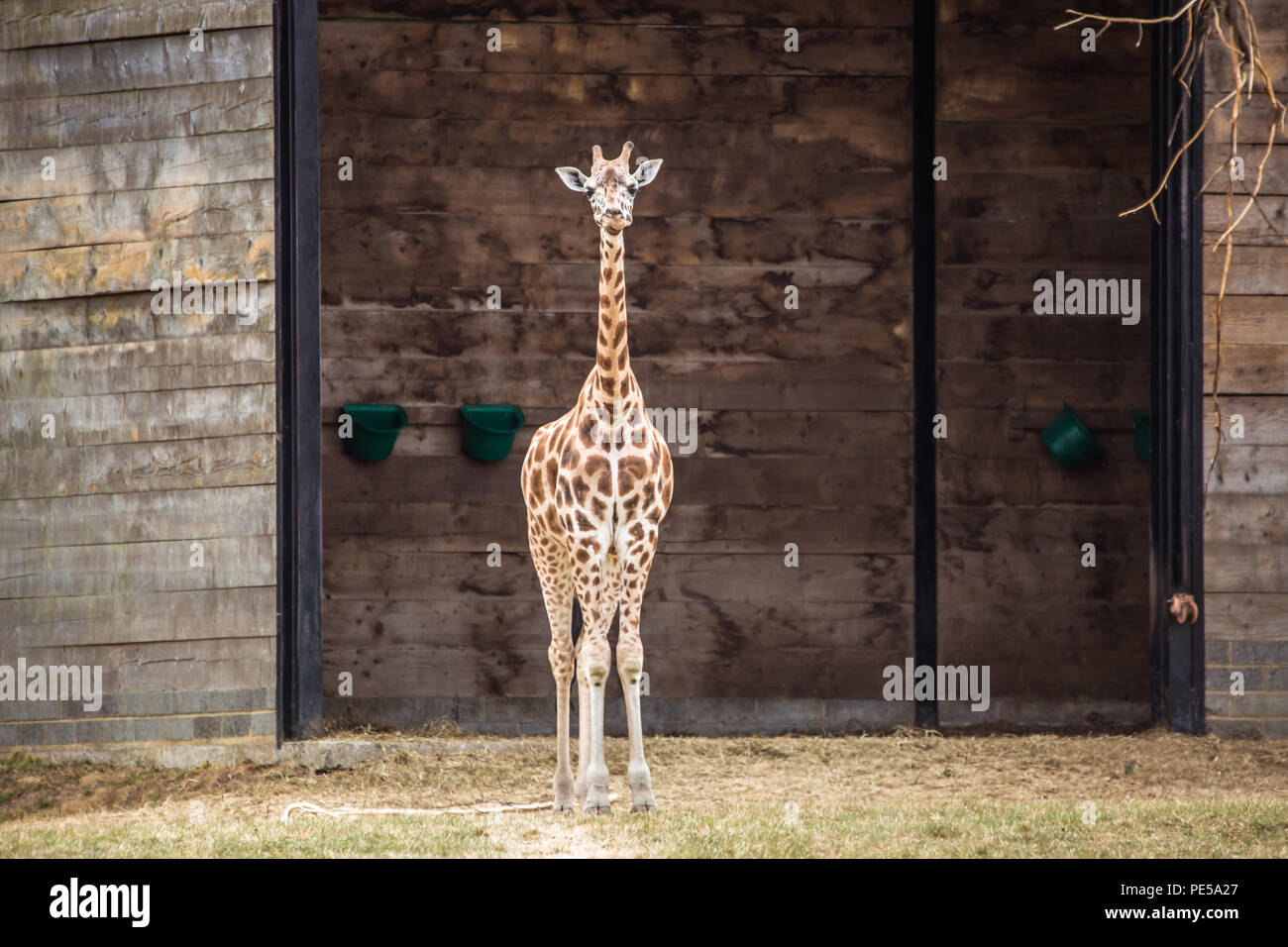individual giraffe stands in front of barn / shed looking at camera ...