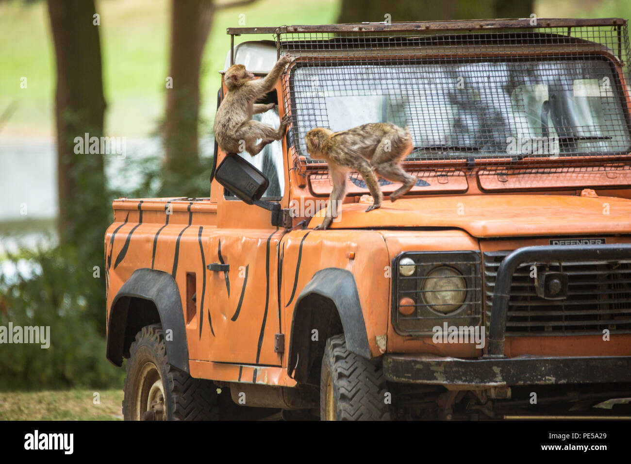 Woburn safari park monkeys hi-res stock photography and images - Alamy