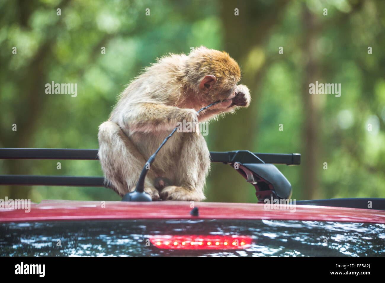 Woburn safari park monkeys hi-res stock photography and images - Alamy