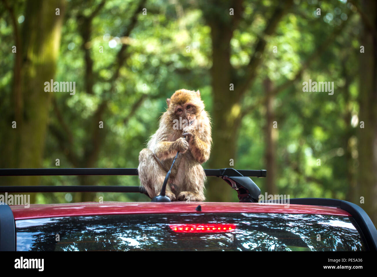 Woburn safari park monkeys hi-res stock photography and images - Alamy