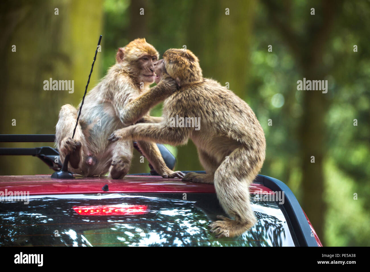 Barbary macaques play fighting at Woburn Safari Park, UK Stock Photo ...
