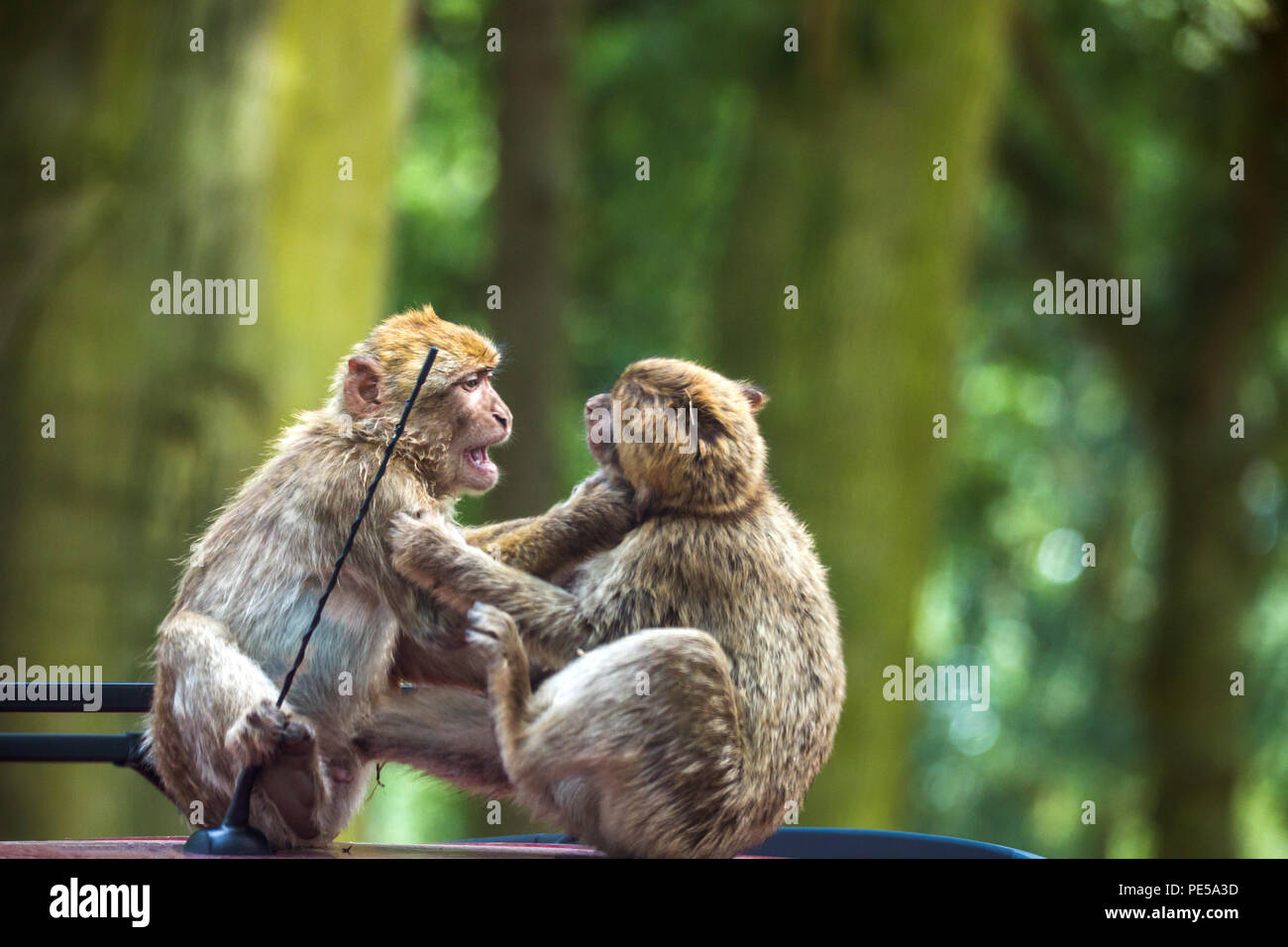 Playfight hi-res stock photography and images - Alamy