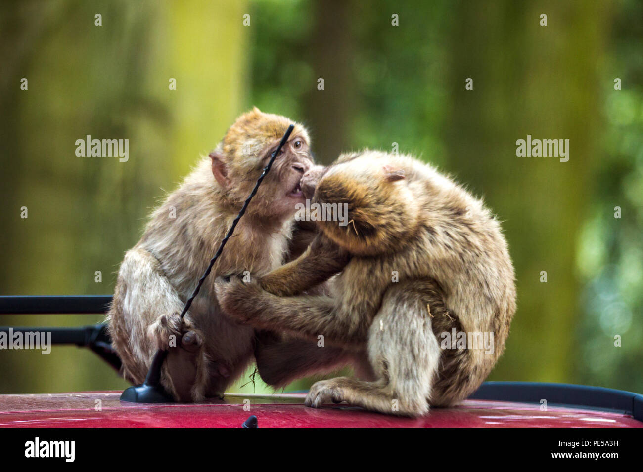 Monkeys kissing hi-res stock photography and images - Alamy