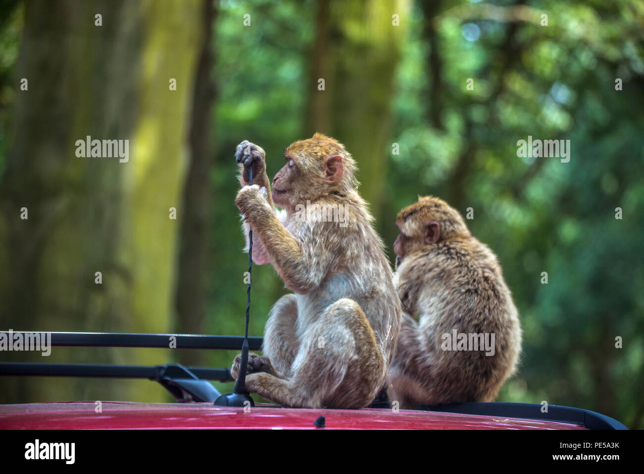 Woburn safari park monkeys hi-res stock photography and images - Alamy