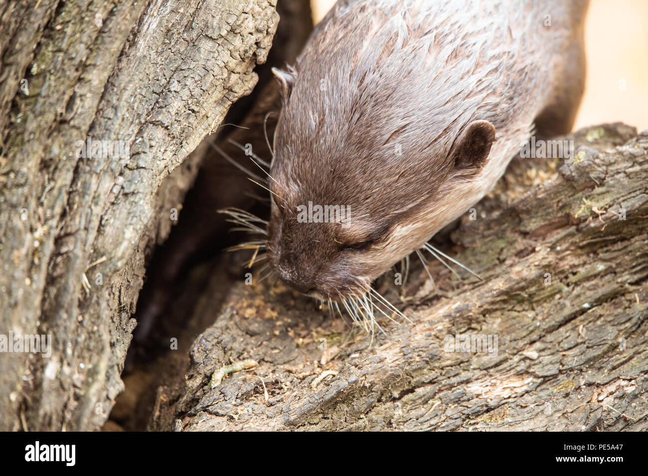 Above head perspective hi-res stock photography and images - Alamy