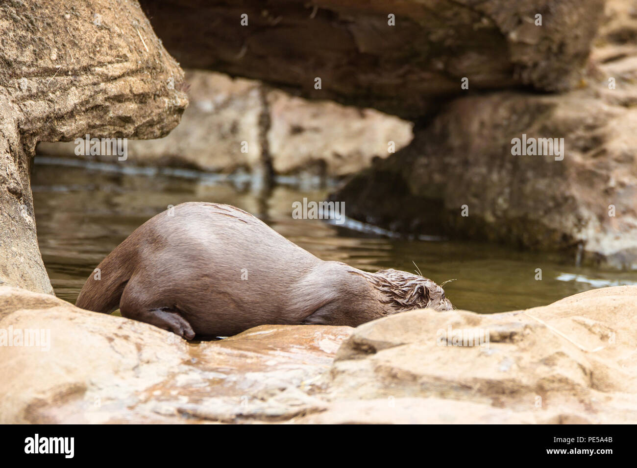 Otters on rocks hi-res stock photography and images - Alamy