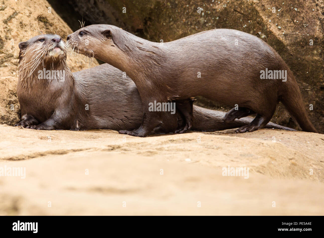 Pair of otters on rocks kissing Stock Photo - Alamy