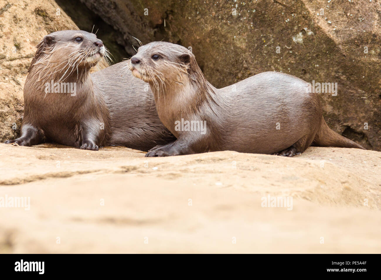 Otters on rocks hi-res stock photography and images - Alamy