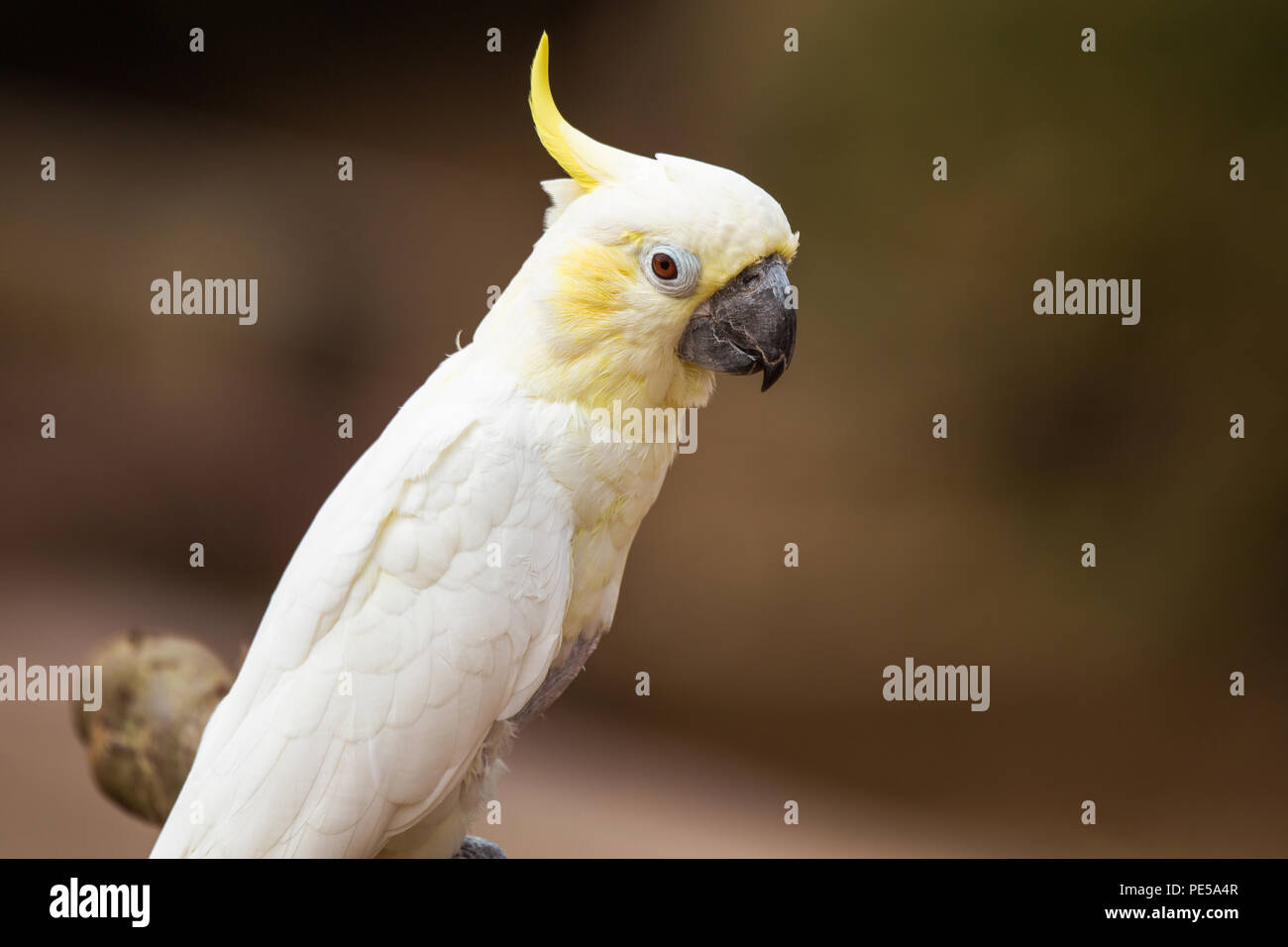 Yellow crested cockatoo, close up Stock Photo - Alamy