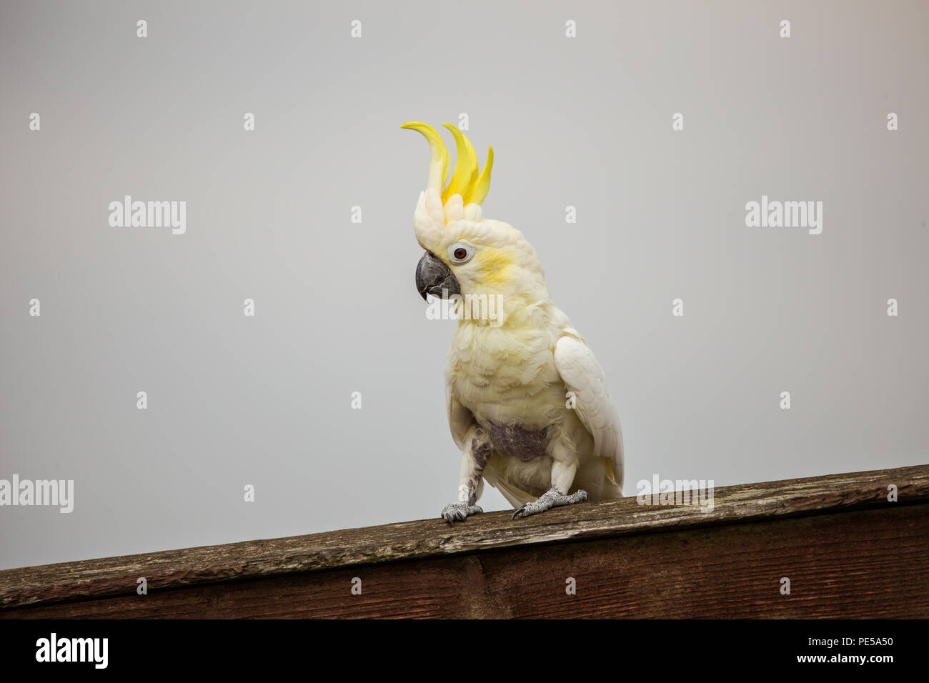 Yellow crested cockatoo, close up Stock Photo - Alamy