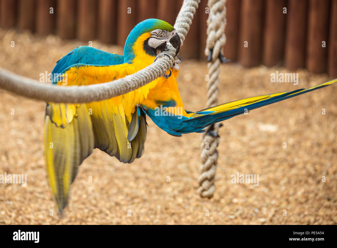 Blue and gold (yellow) macaw parrot playing with rope Stock Photo - Alamy