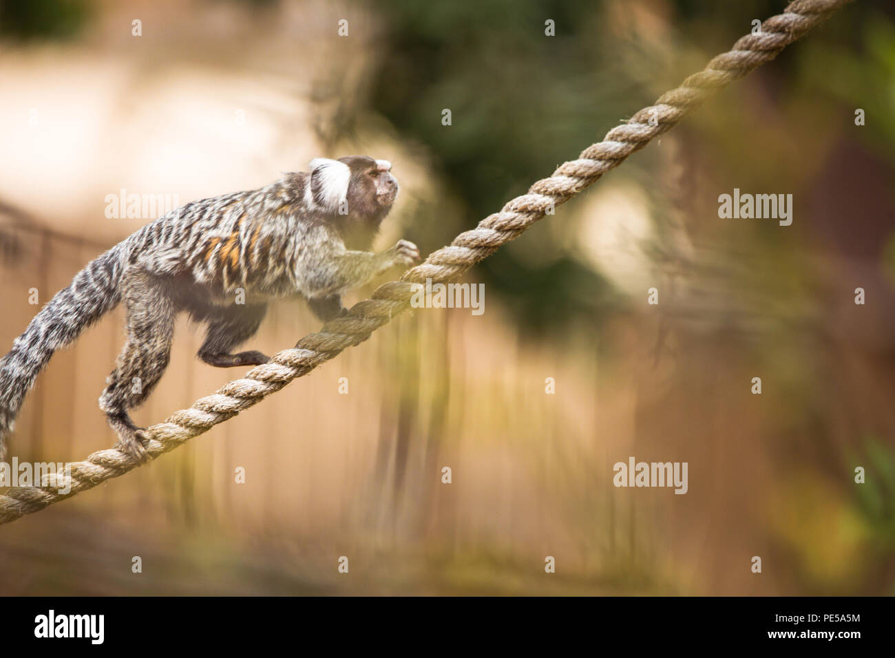 Common marmoset climbs up a rope, shallow focus, full body Stock Photo ...