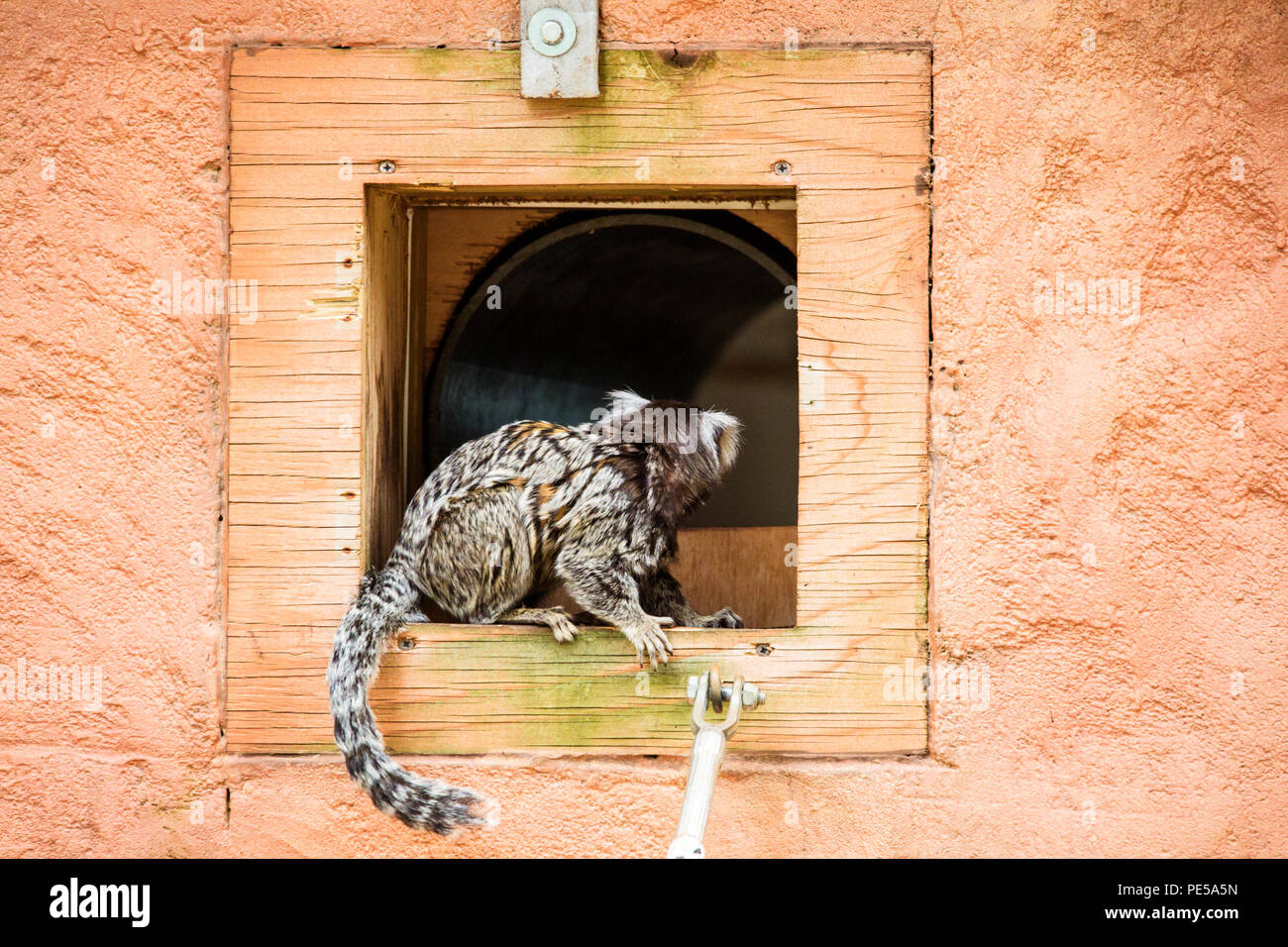 Common marmoset sitting in window looking out, long tail hanging Stock ...