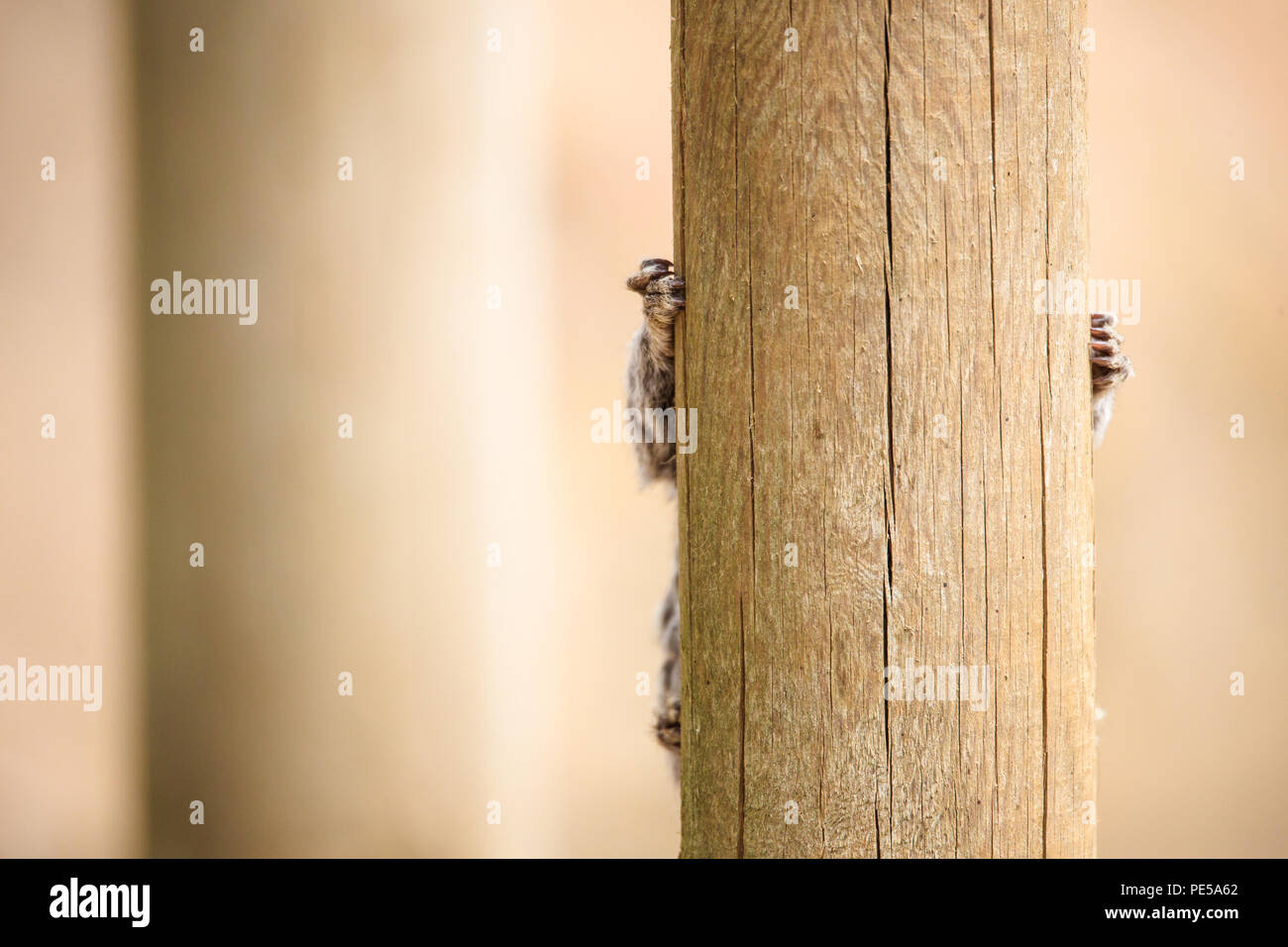 Marmoset paws wrapped around wooden pole mid climb, no face Stock Photo ...