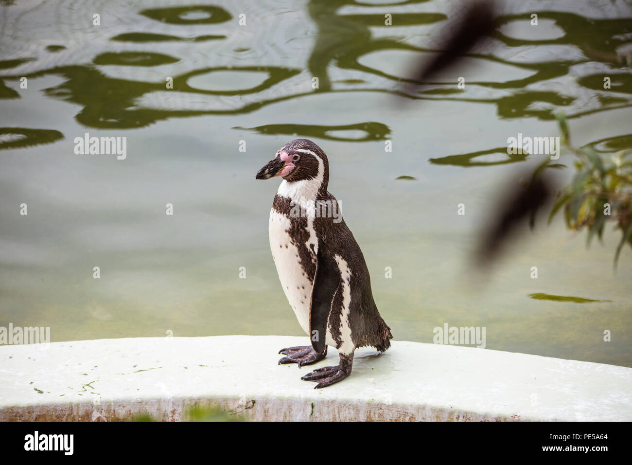 Peruvian penguin standing Stock Photo - Alamy