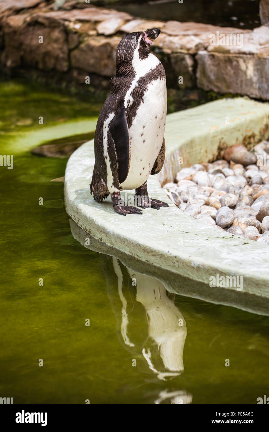 Peruvian penguin standing Stock Photo - Alamy