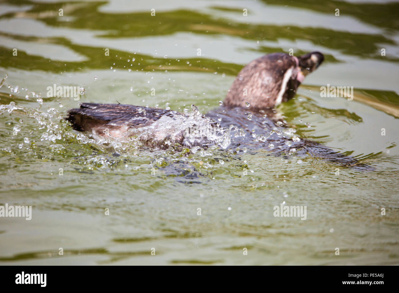 Peruvian penguin swimming Stock Photo - Alamy