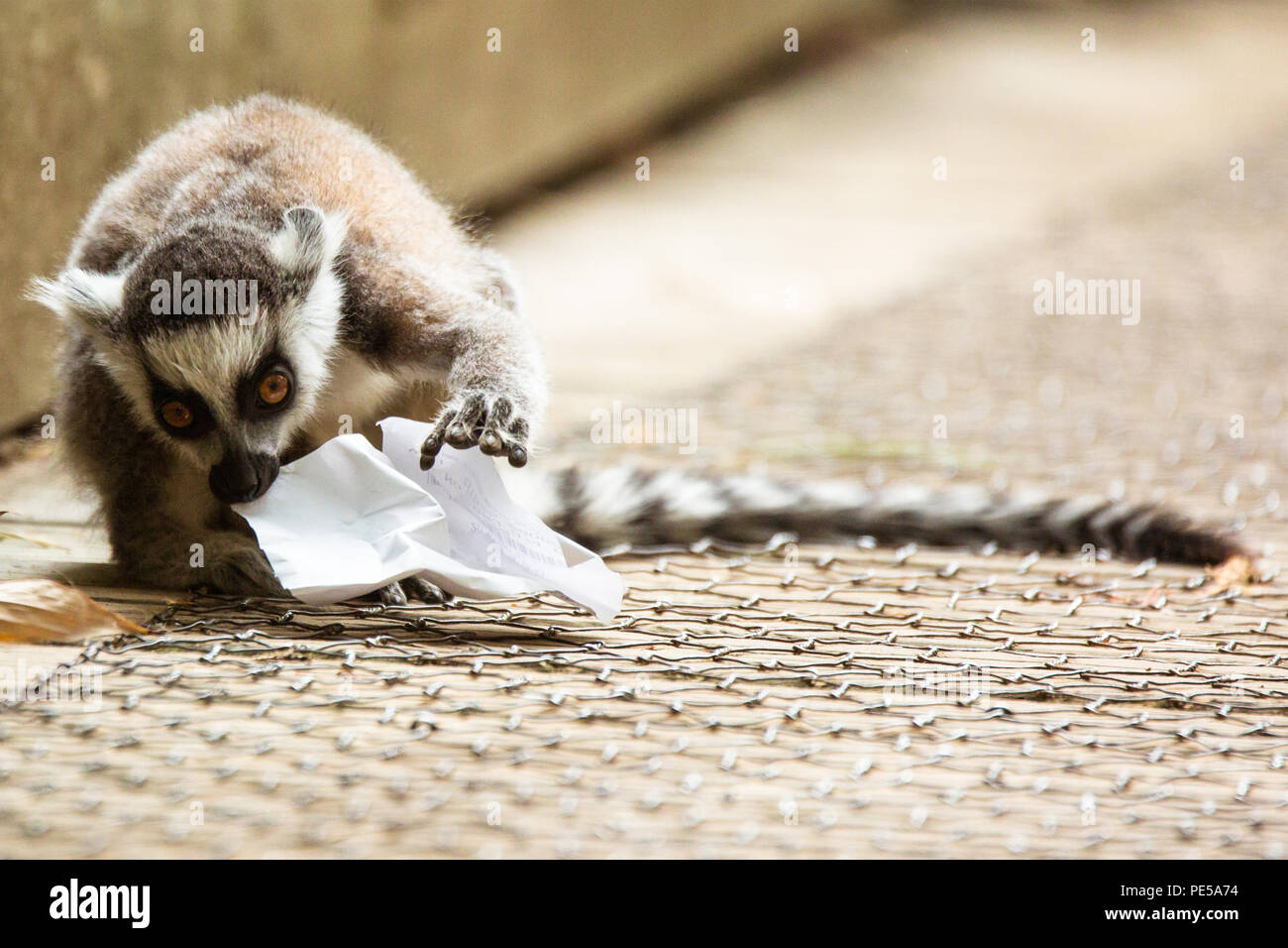 small squirrel monkey sitting on floor playing with litter Stock Photo ...