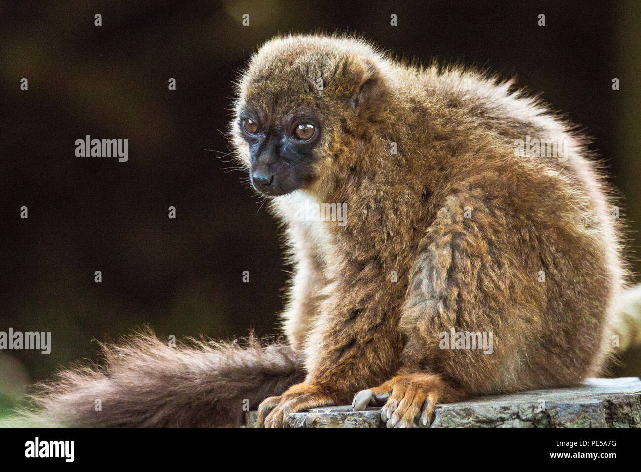 Squirrel monkeys playing hi-res stock photography and images - Alamy