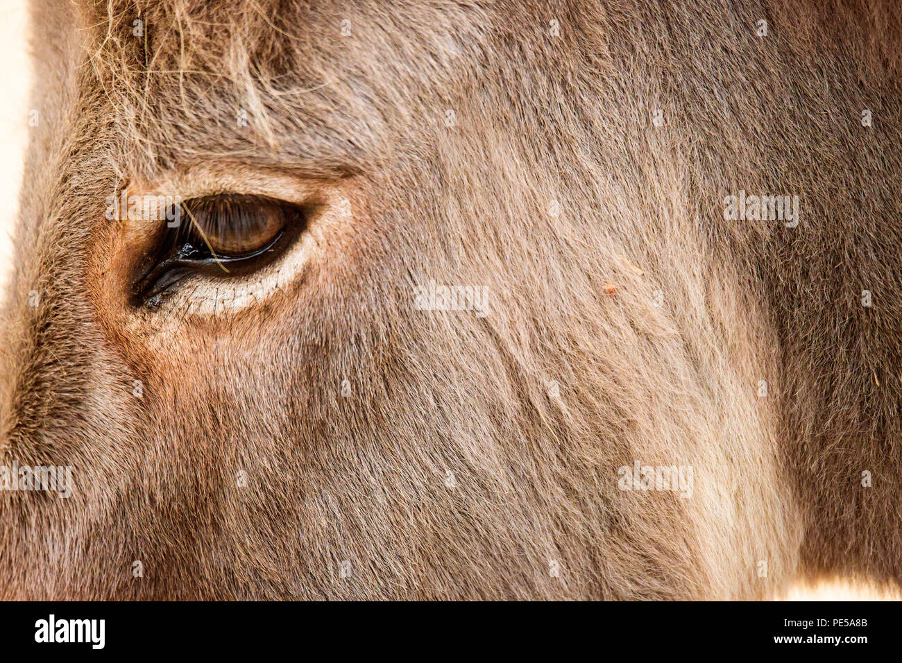 Donkeys eye hi-res stock photography and images - Alamy