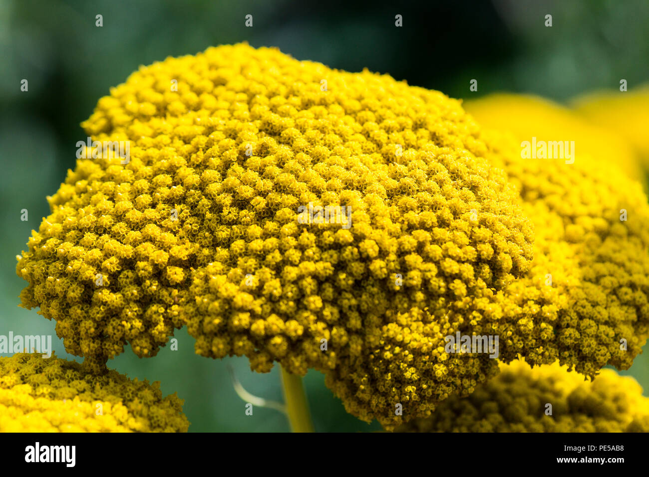 The flower head of a yarrow 'Cloth of Gold' (achillea filipendulina ...