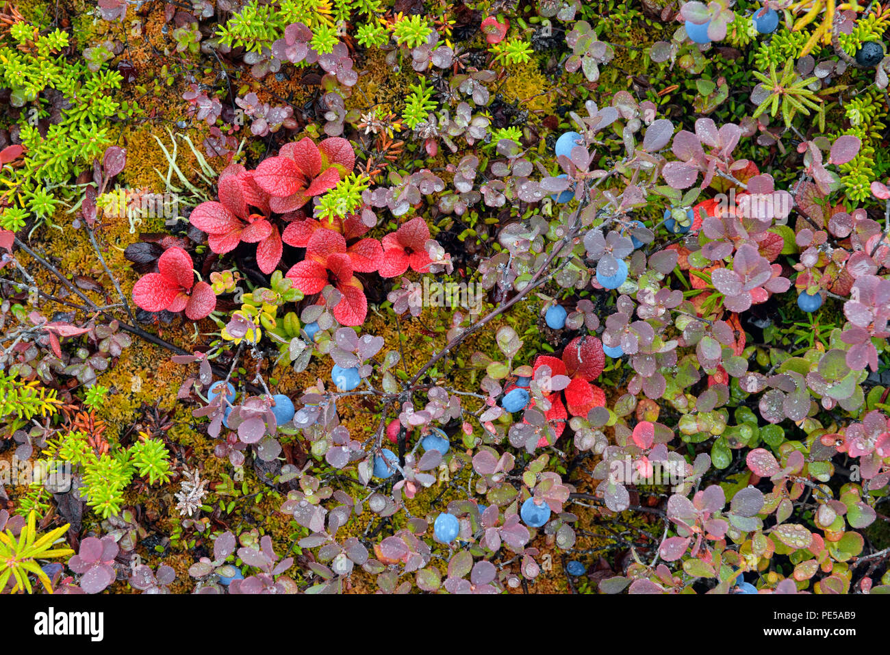 Arctic blueberry hi-res stock photography and images - Alamy