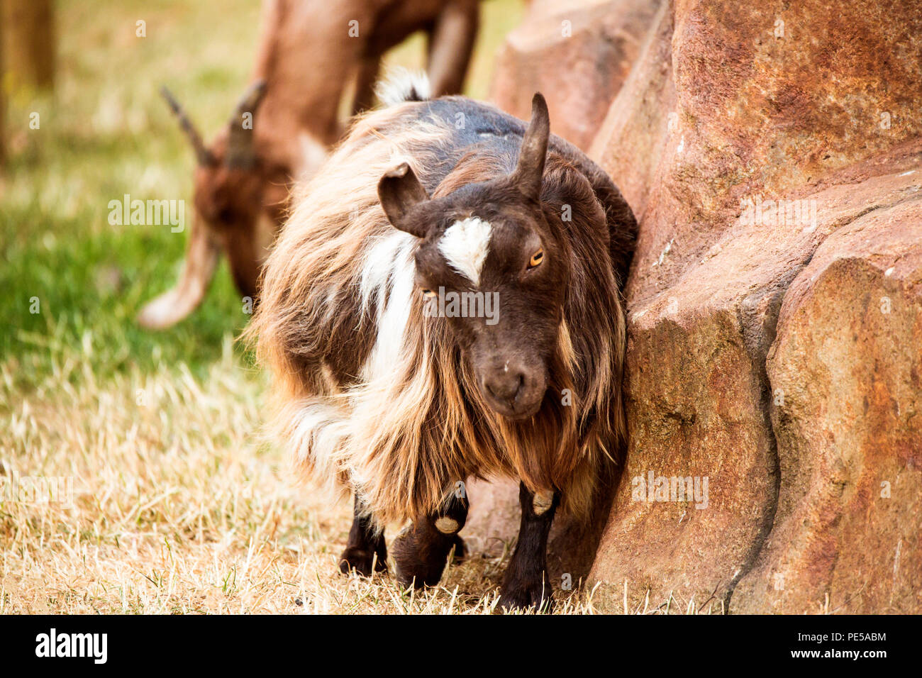 Pigmy goats hi-res stock photography and images - Alamy