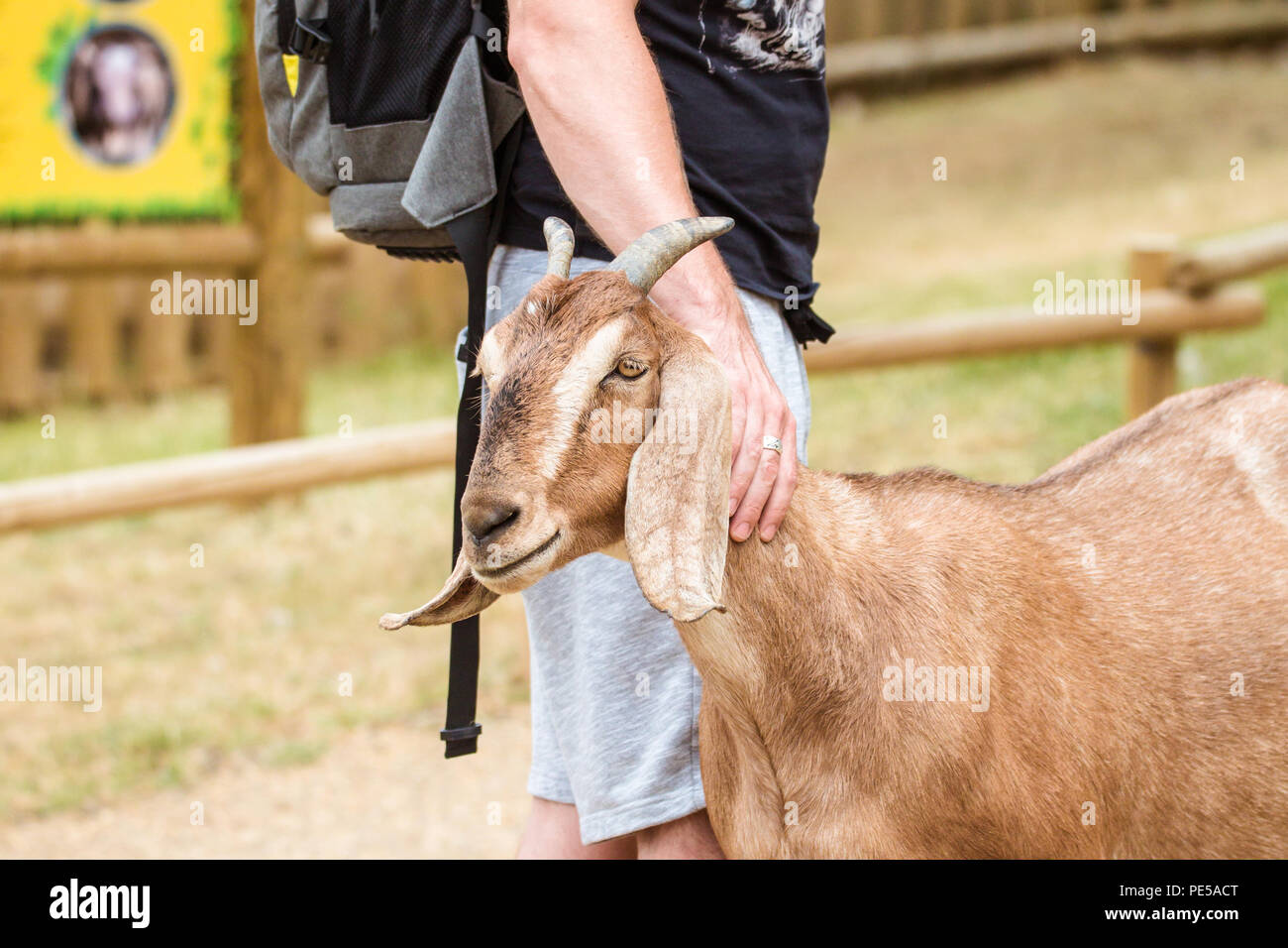 Young European male strokes Anglo Nubian Goat in enclosure Stock Photo ...
