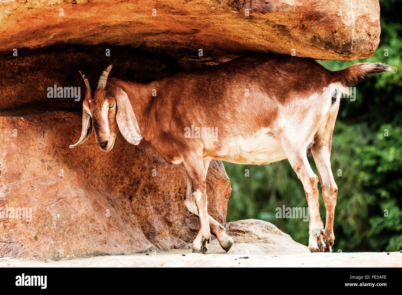 Goat legs standing hi-res stock photography and images - Alamy