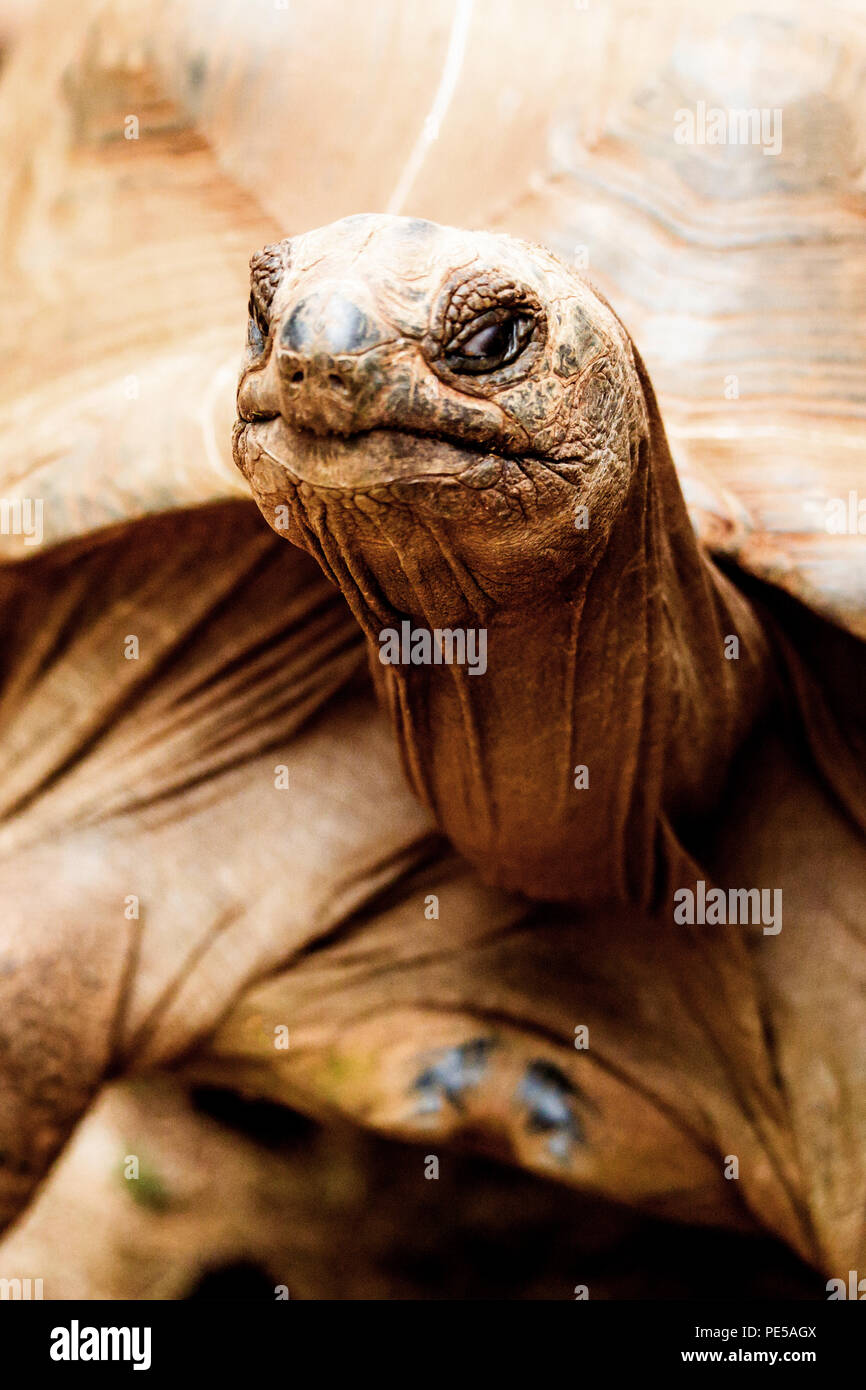 Egyptian tortoises hi-res stock photography and images - Alamy