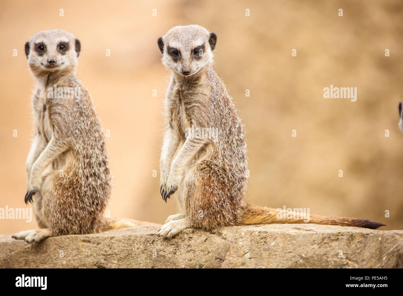 Cheeky smiley hi-res stock photography and images - Alamy