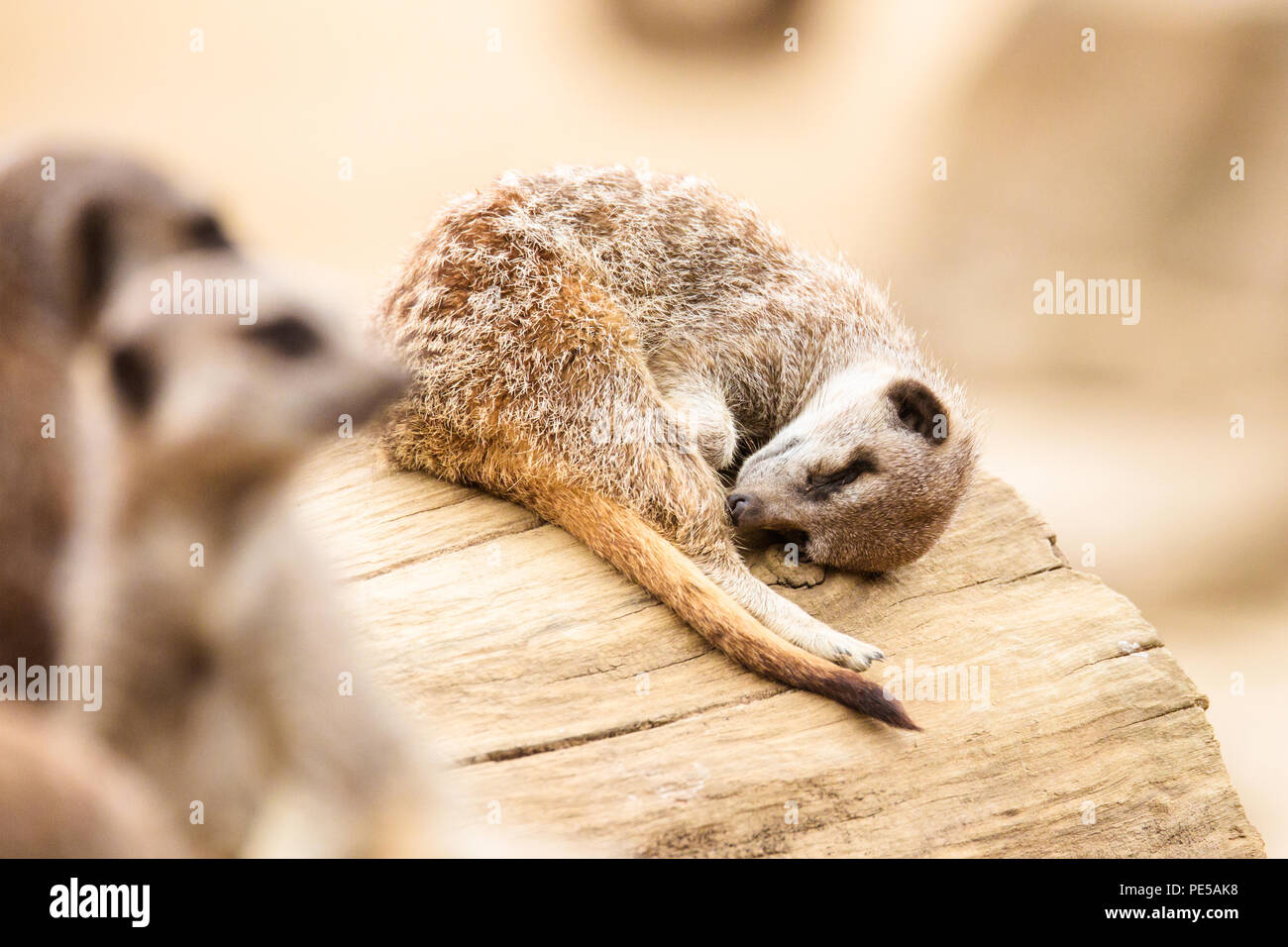 Meerkat sleeping on log at Woburn Safari Park, UK Stock Photo - Alamy
