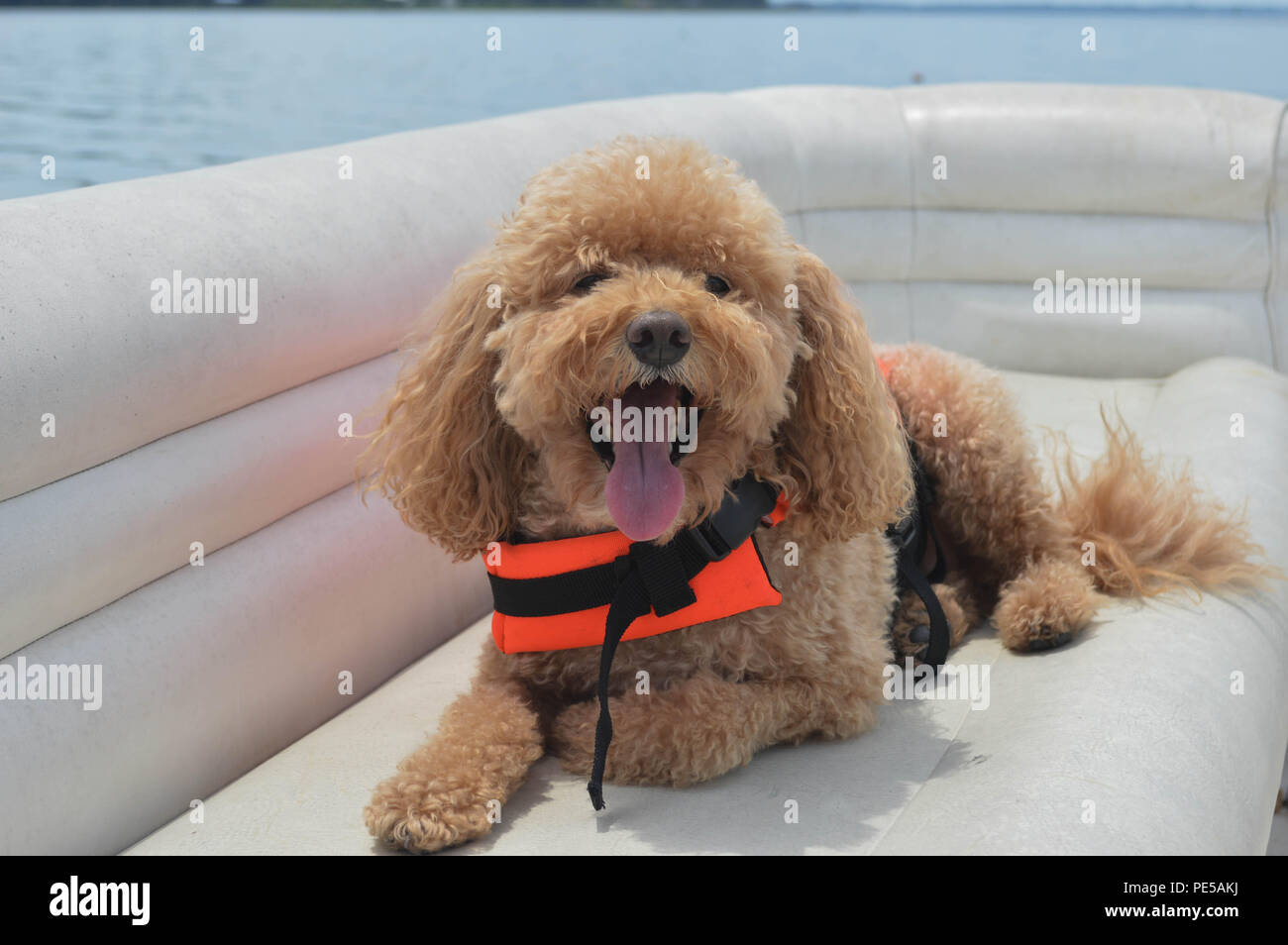 Life vest hi-res stock photography and images - Alamy