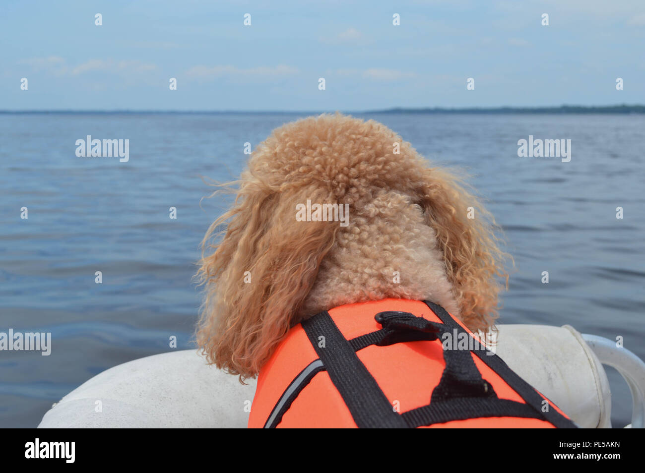 Red Cockapoo High Resolution Stock Photography and Images - Alamy