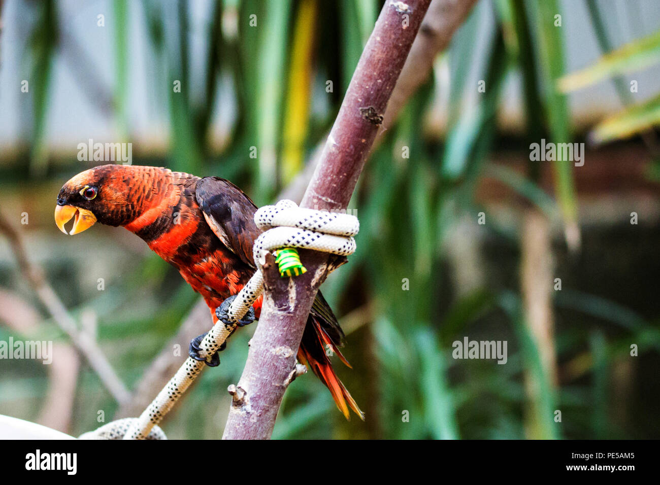 Portrait of Dusky Lory sitting on branch and smiling Stock Photo - Alamy