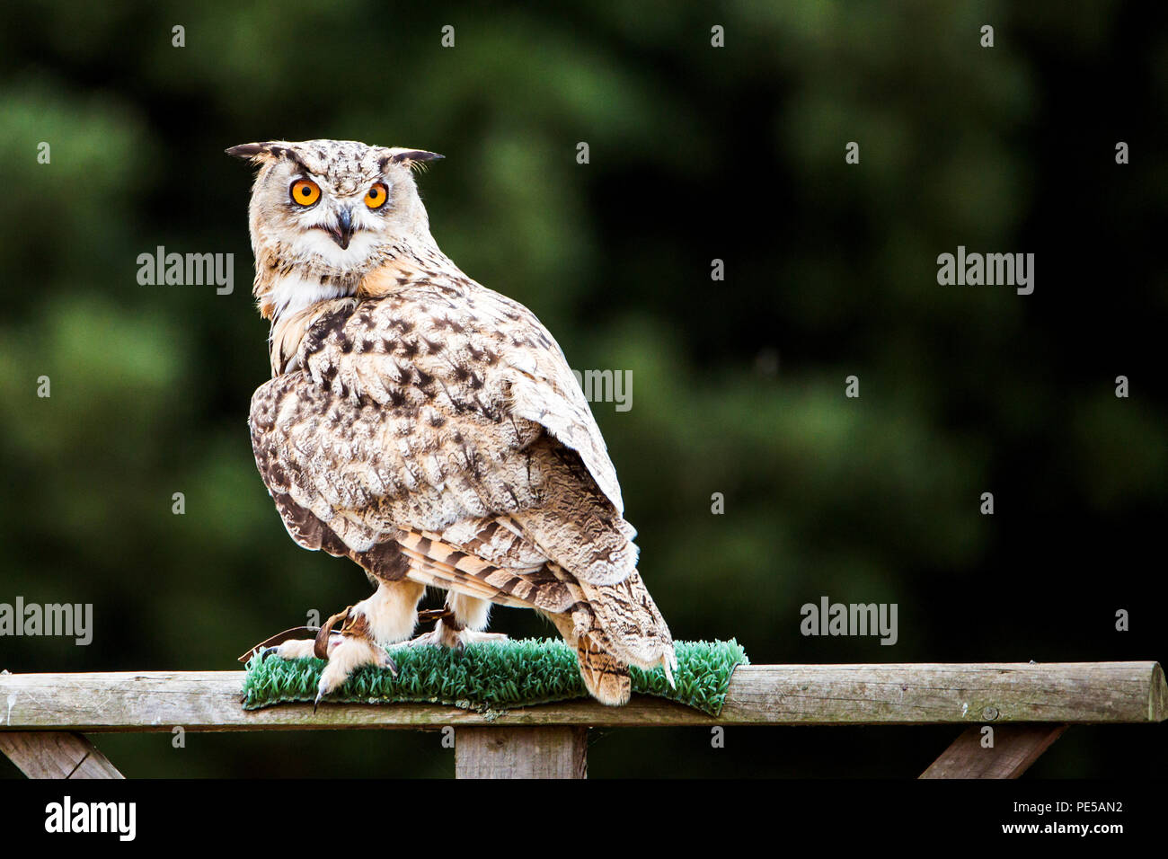 Herman park zoo hi-res stock photography and images - Alamy